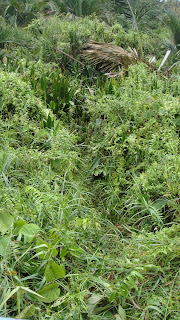 Teknologi Penghasilan Ambulong: Proses pembuatan