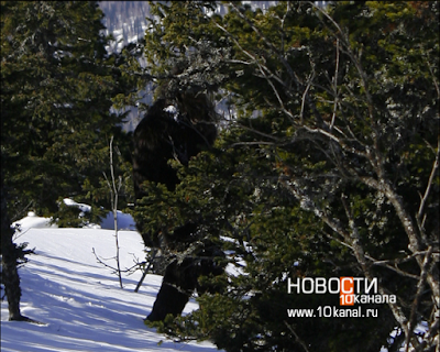 RMSO Bigfoot: Russian Yeti Appears Wounded (Several High Resolution Photos)