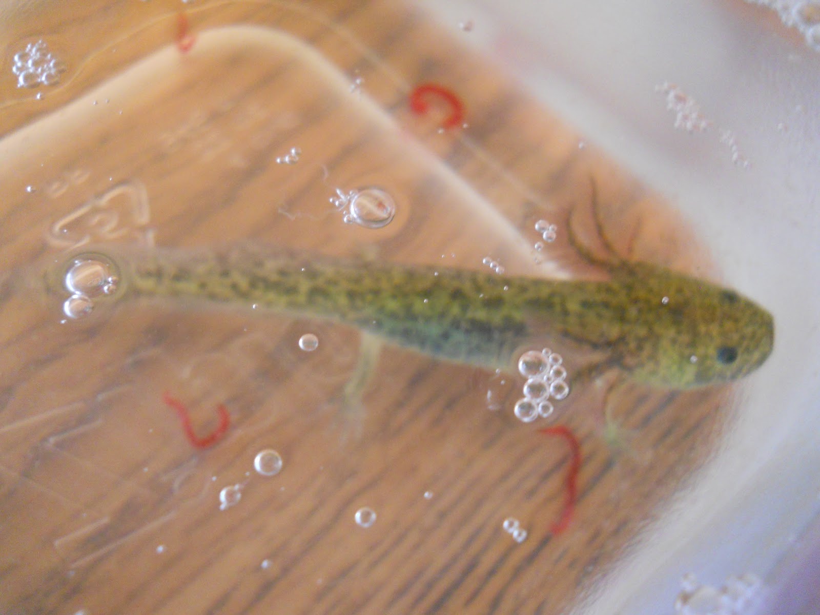 ISU Axolotls: Baby Axolotl Updates