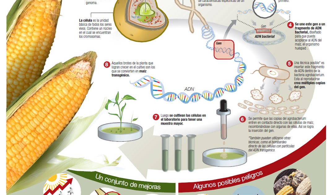 Transgenia Vantagens E Desvantagens - REVOEDUCA