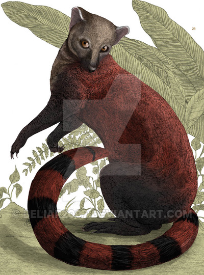 Abe's Animals: Eupleridae