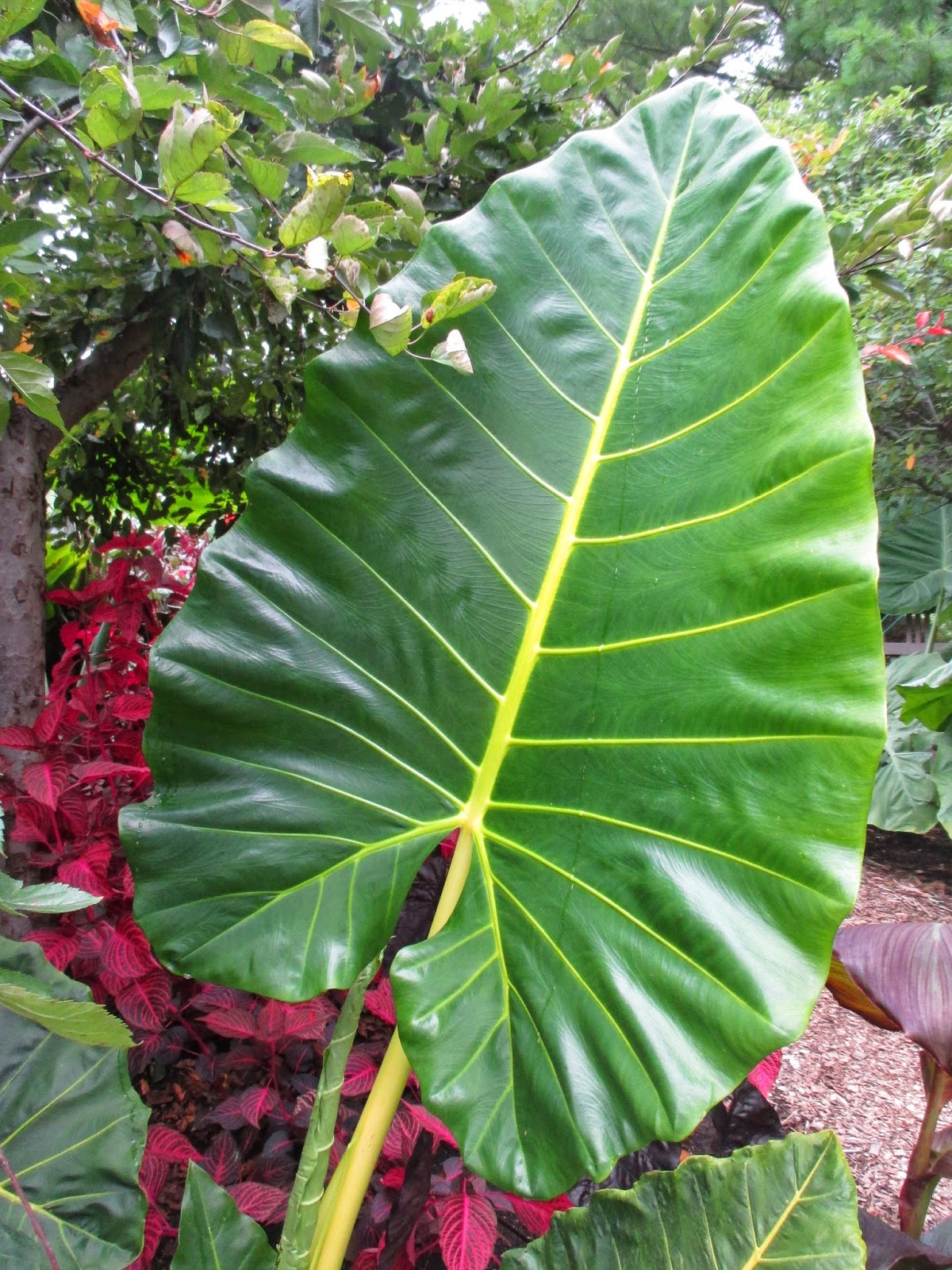 Rotary Botanical Gardens - Hort Blog: Warmer Thoughts With Alocasias