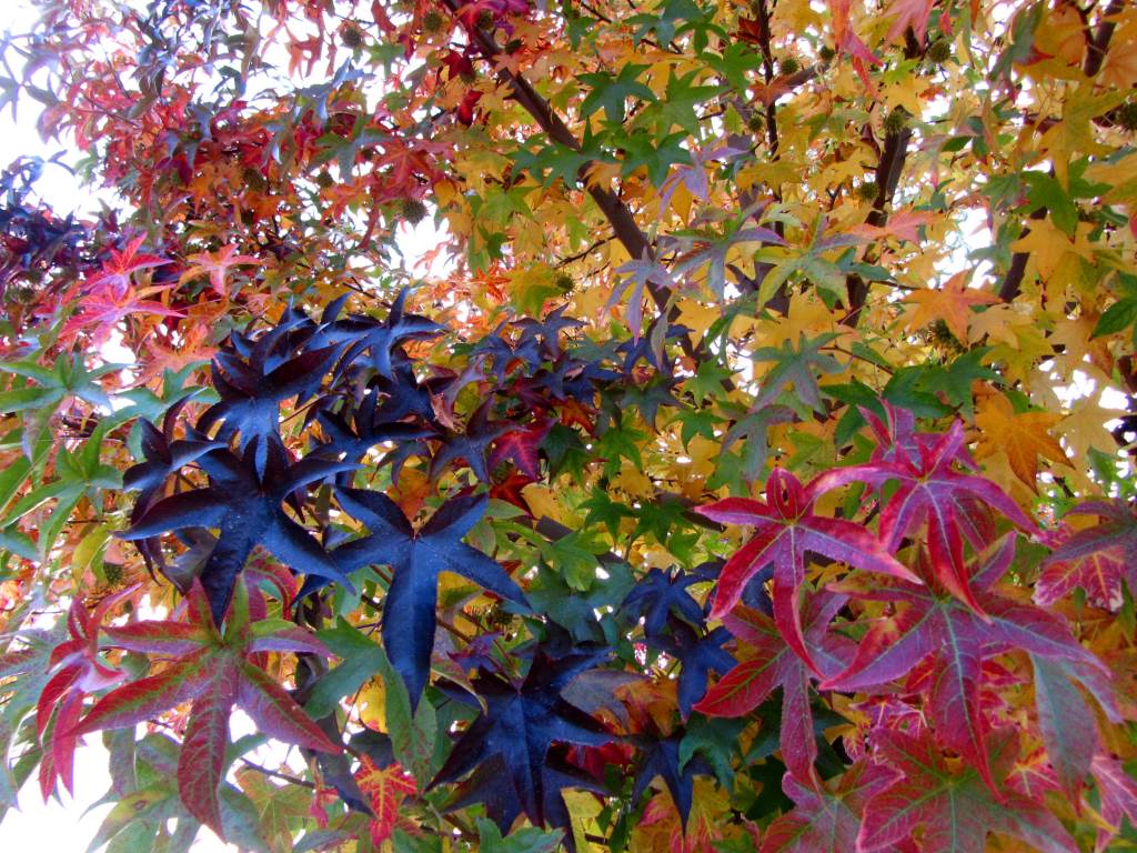 LIQUIDAMBAR
