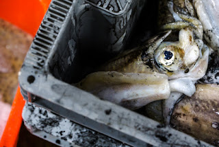 Through the Gaps! - Newlyn Fishing News: "A fish-frail of stout" on ...