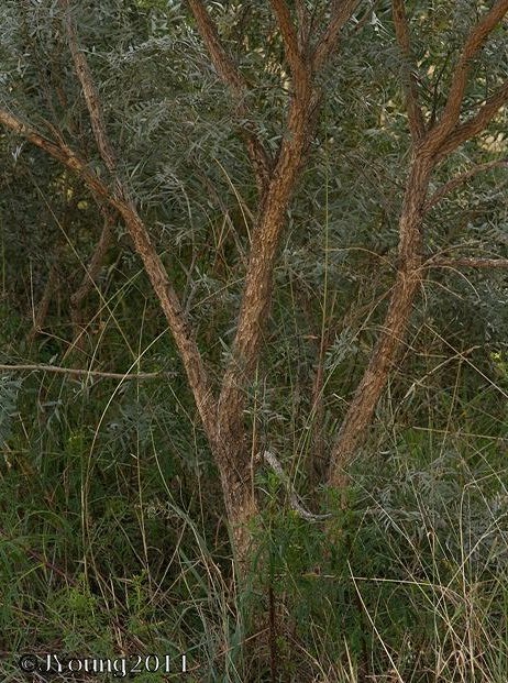 South African Photographs: Tree Wistaria – vanWykshout (Bolusanthus ...