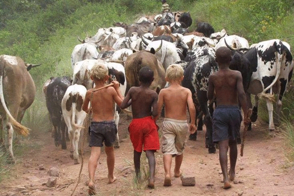 Simple Links: Boys with cattle