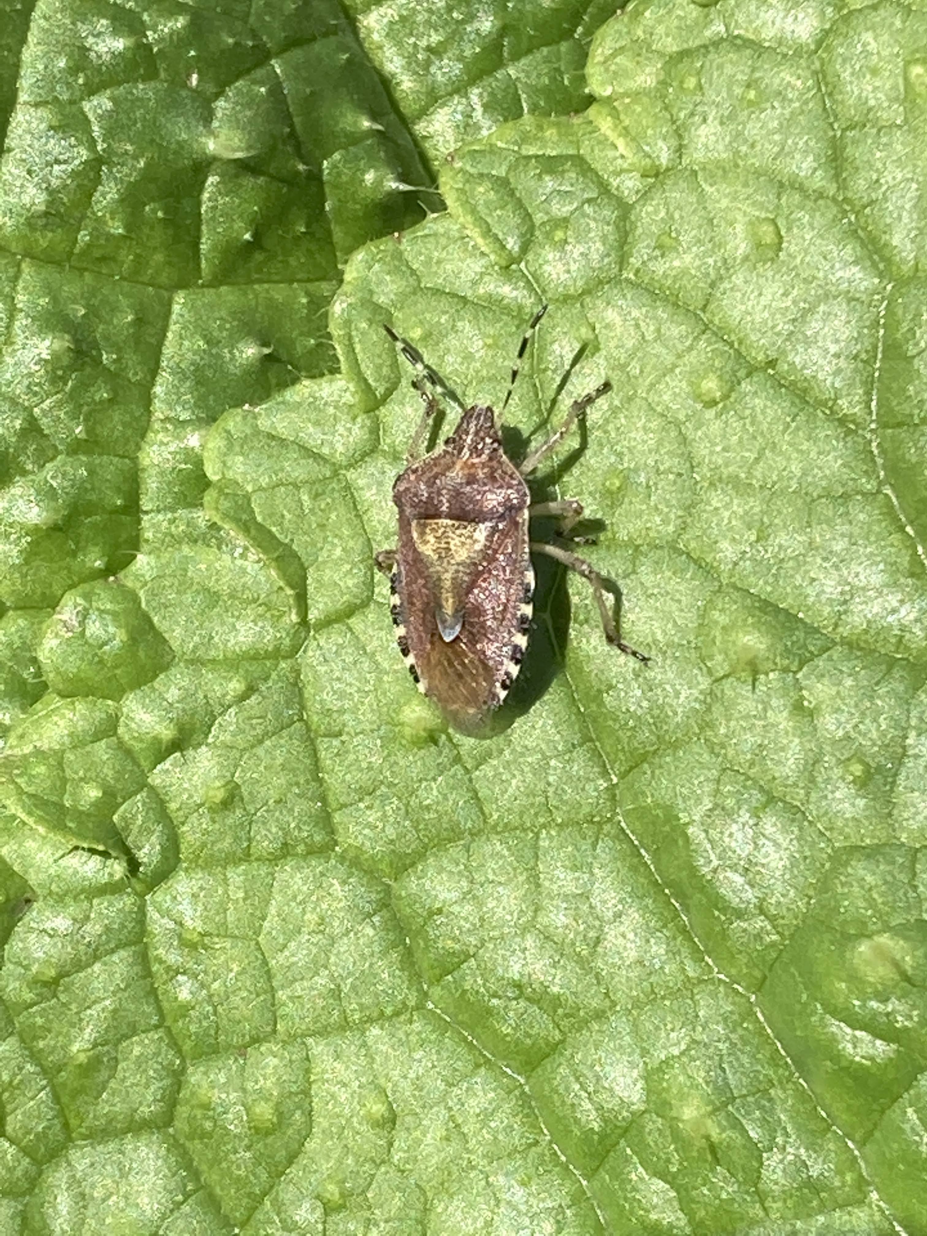 Wirral Wildlife Blog: Kathryn's Garden Makeover For Wildlife