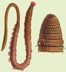 Lateral Science: The Lugworm - Arenicola marina - An Admiral Annelid ...
