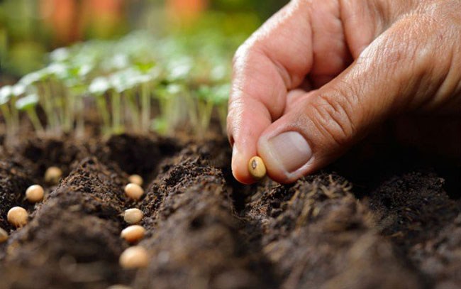 EL RINCÓN DE GUNDISALVUS: Sembrar futuro