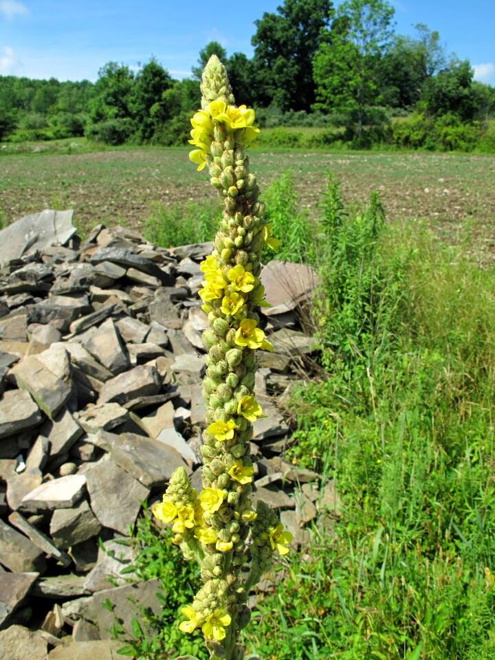 The Joyce Road Neighborhood: Wildflowers - Mullein