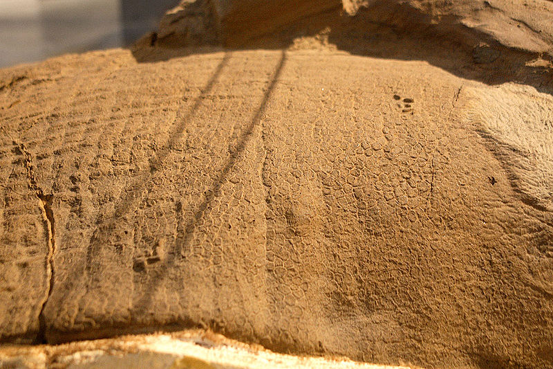 Prehistoric Beast of the Week: Anatotitan: Prehistoric Animal of the Week