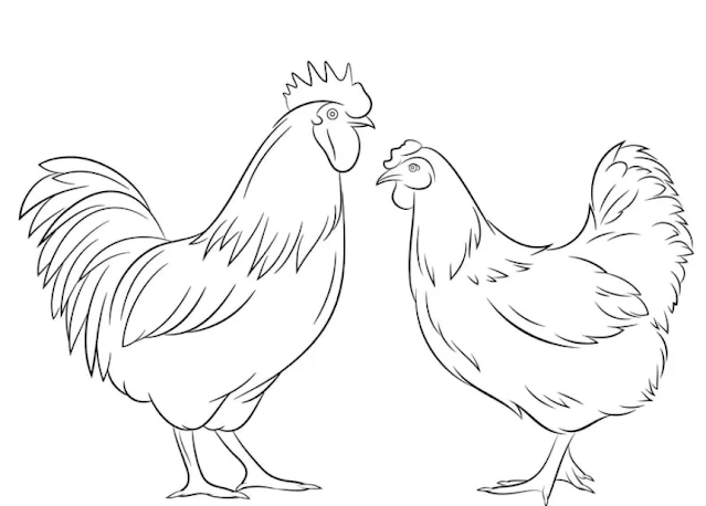 15+ Sketsa Gambar Ayam Yang Mudah - Tulisan-Tulisan Kuliahku