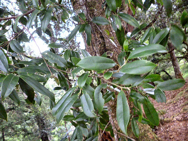 Magnolia White Champak - Wana Sapu | SL Flora