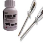 Cara Mengatasi Kembung Pada Sapi | PENYAKIT HEWAN