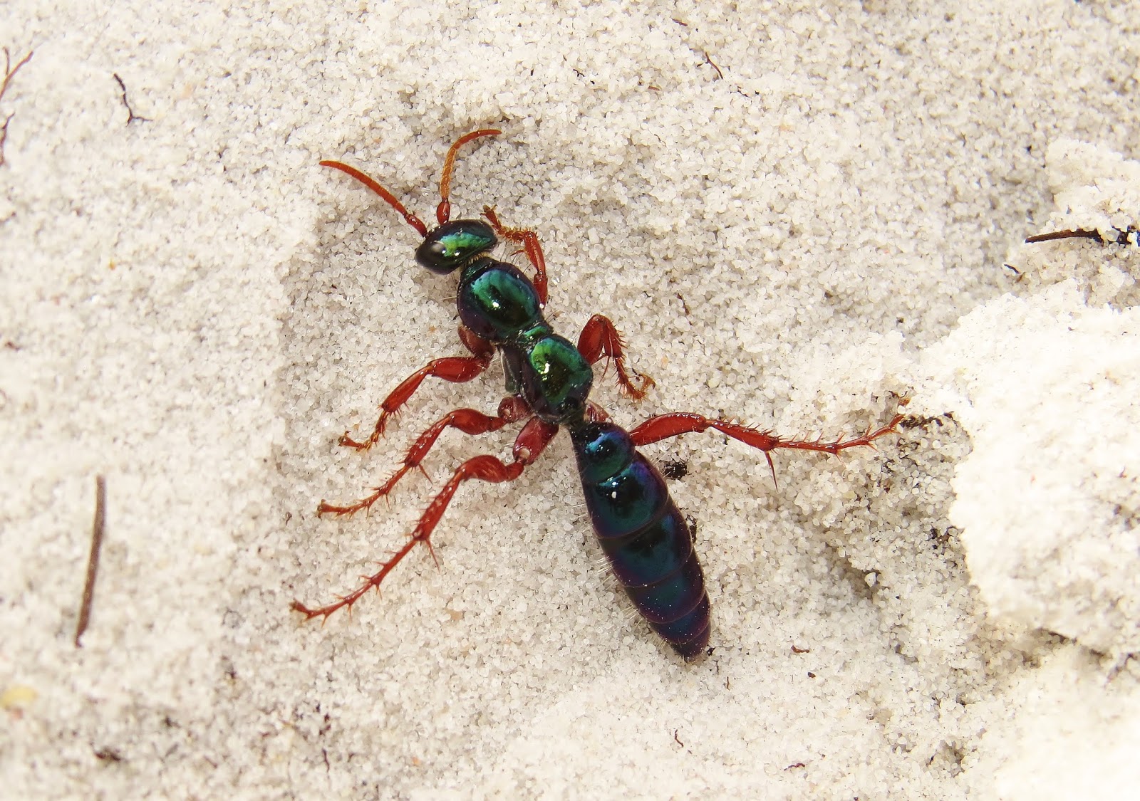 Best Wildlife Encounters of 2016