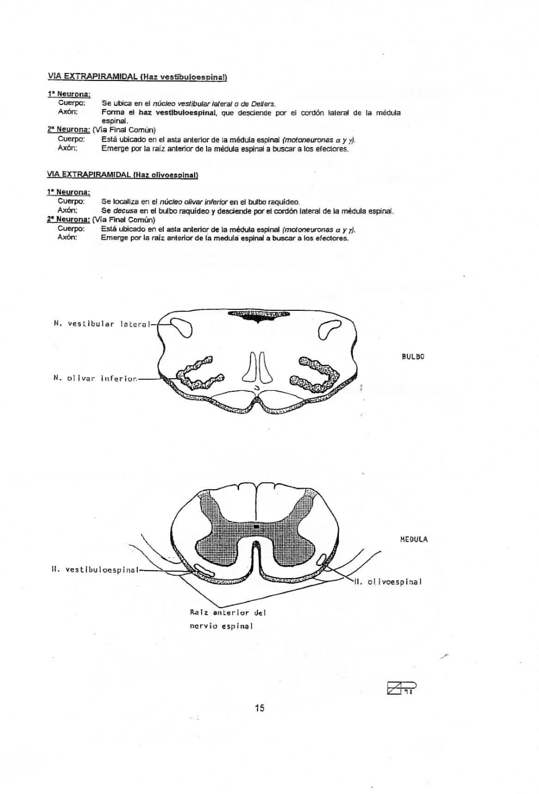 Estudiante de medicina : Apunte de neuroanatomia de Forlizzi Pro