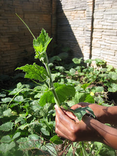 Imfino Izintanga: Cooked Pumpkin Leaves