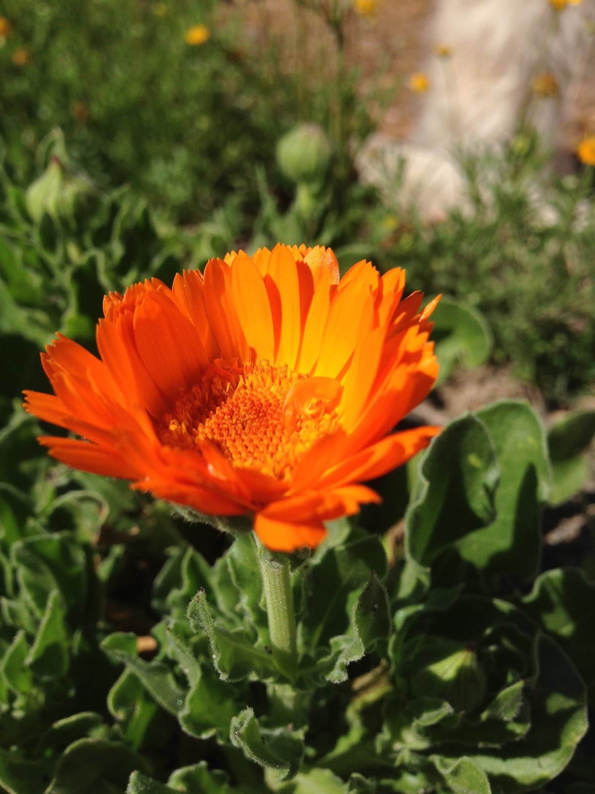 Hill Country Herbalist: Hill Country Herbs: Topical uses for Borage ...