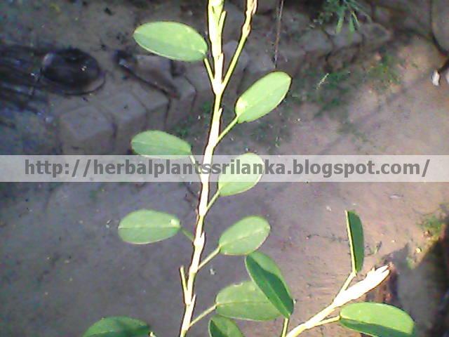 DESMODIUM HETEROCARPON -අස්සැන්න