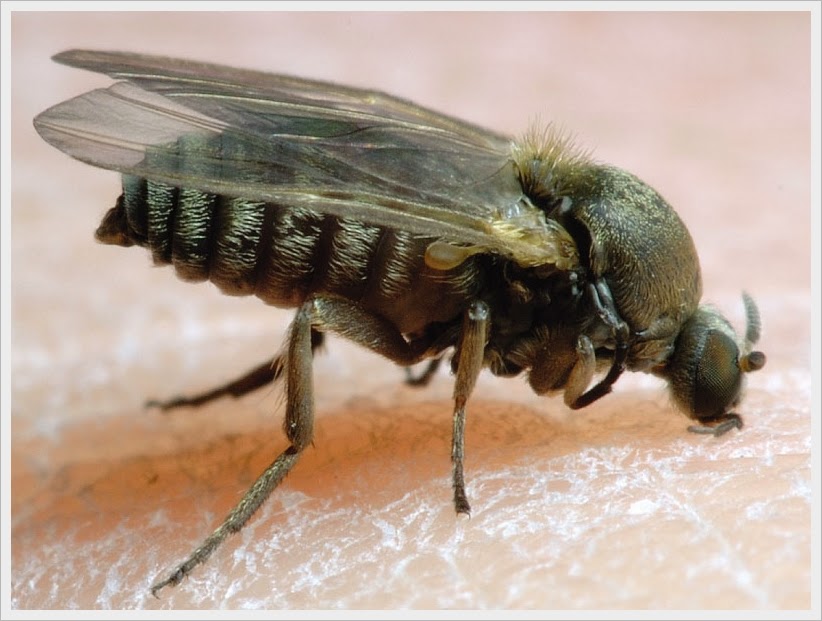 Een kijkje in Zweden: Theezakjes, muggen en knutten...