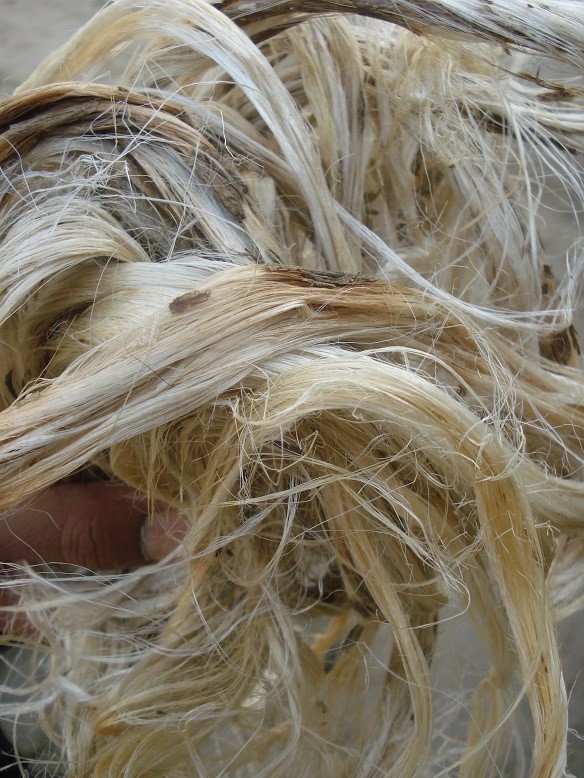 The Learner: Fibre Crop . . . Any idea