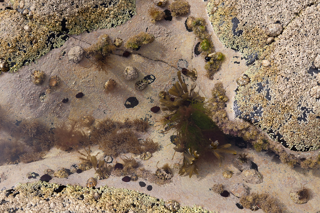 Sea kayaking with seakayakphoto.com: Blood on the rocks of Loch Ailort