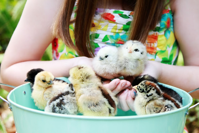 Immortal Fitness: Baby Chick Easter Photoshoot- Tampa Photographer ...
