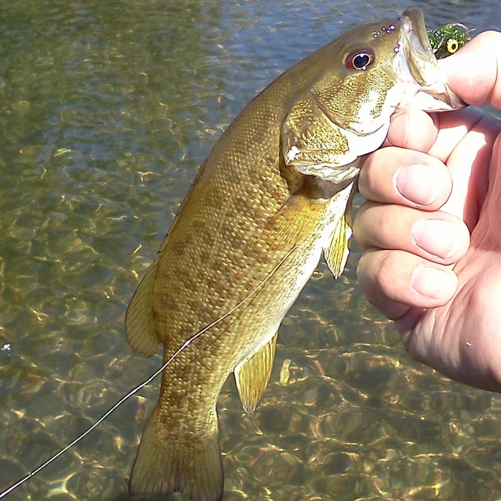 BUGGIN' OUT.: Summer smallmouth bass.