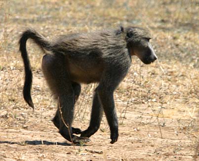 Evolutions Revolutions: Comparison of Primate Locomotion