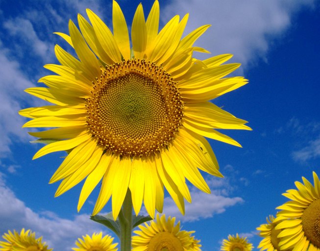 Farmacia Domnului: Floarea soarelui