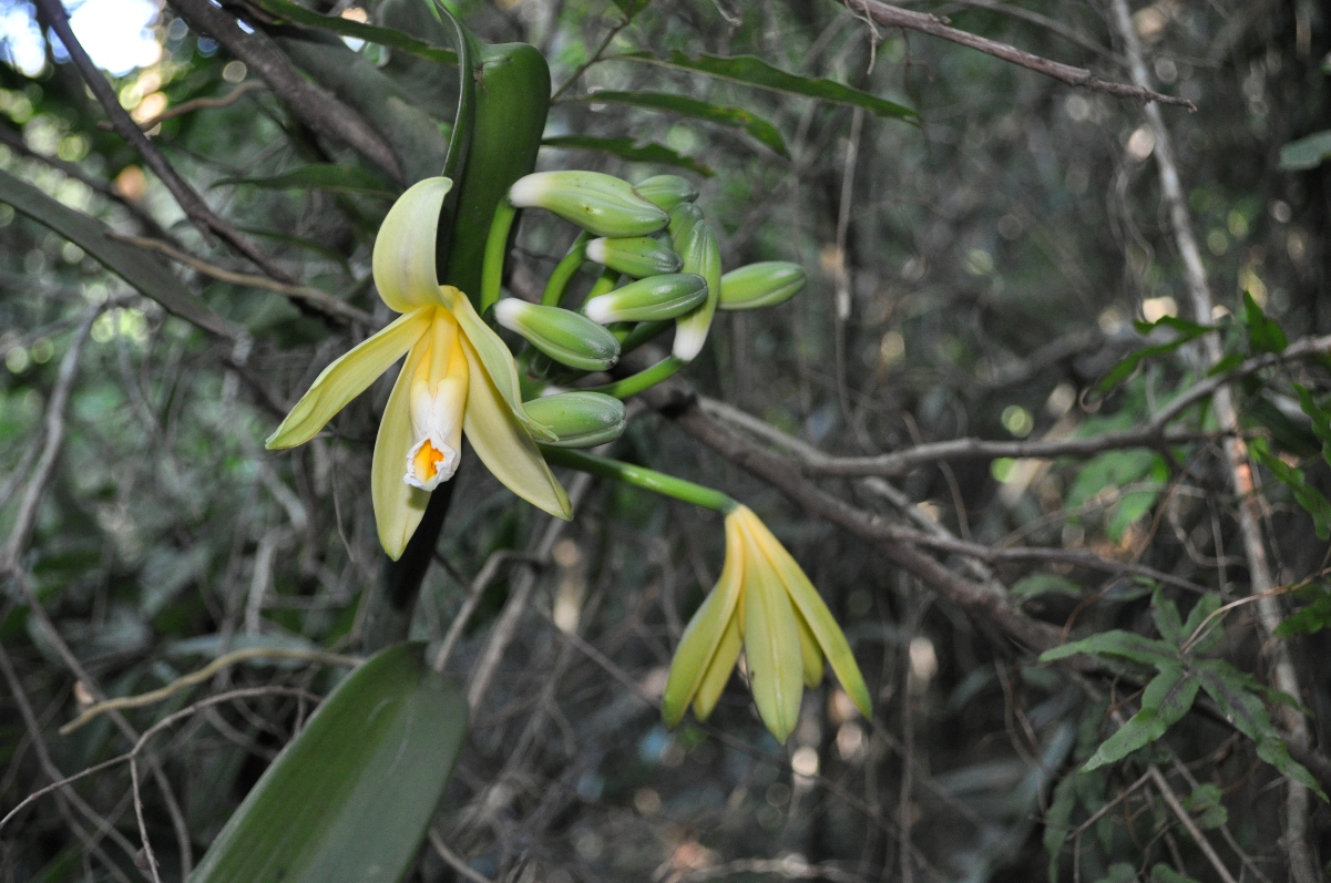 FLORA DE MISIONES Argentina: Vanilla chamissonis Klotzsch