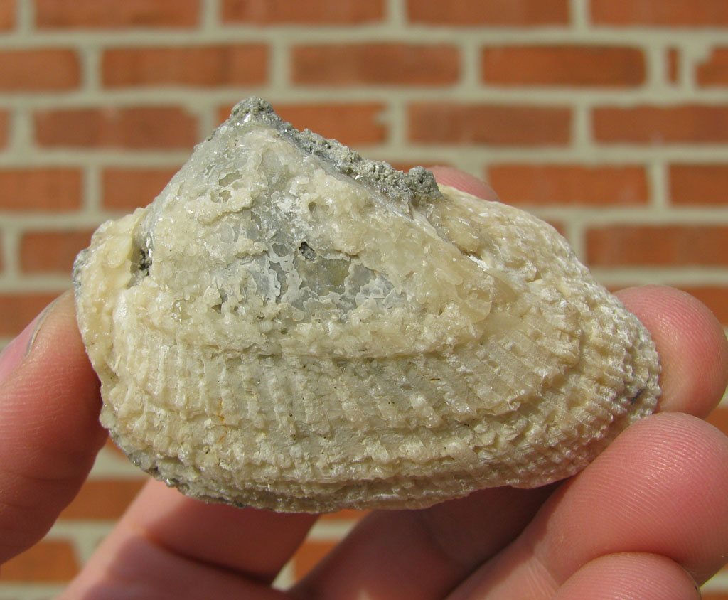 Views of the Mahantango: Anadara sp. fossil Pelecypod from Florida