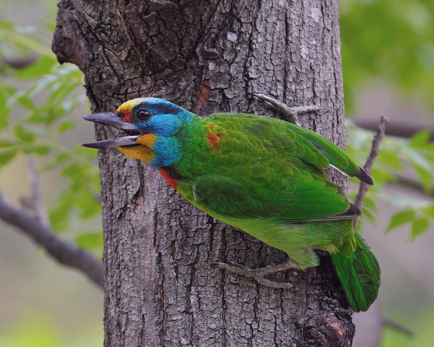 The Amazing Birds: Taiwan Barbet (五色鳥), Magalaima nuchalis