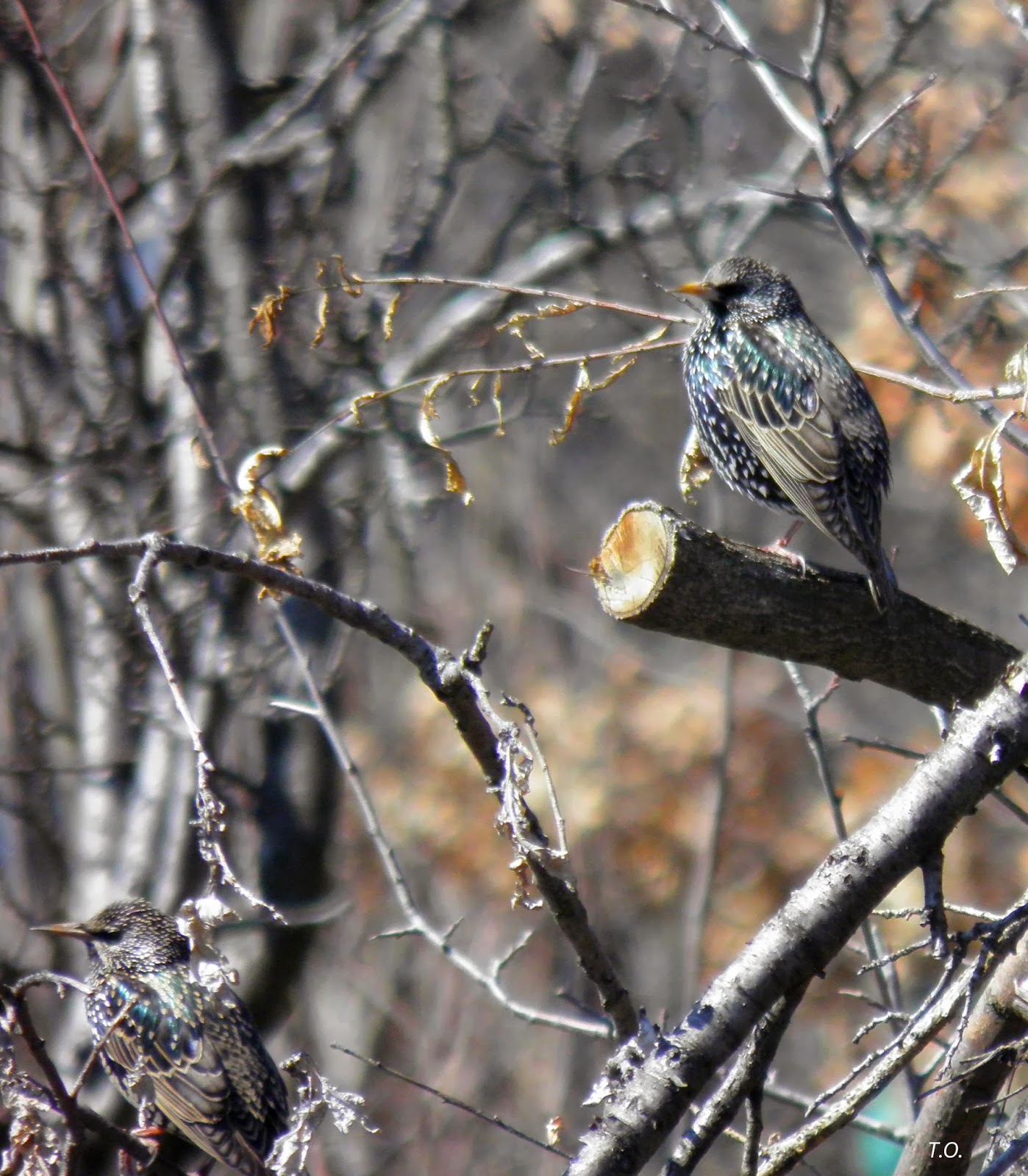 PASARI DIN ROMANIA: GRAUR (1), Sturnus vulgaris