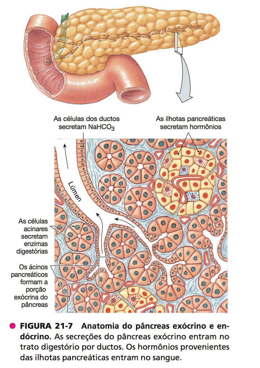 Anatomia do pâncreas exócrino e endócrino