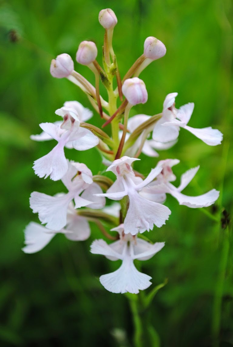 West Virginia Native Wildflowers-The Big Year, 2013: Amazing Orchids in ...