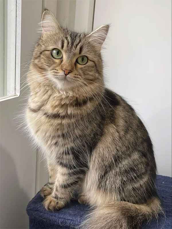 Cat Left Behind Outside, is Scоорed Uр by Kind People, Turns Out, They ...