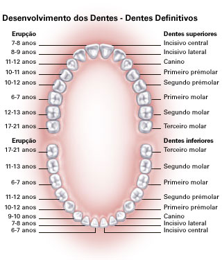 Medeiros Odontologia 24 Horas: Anatomia Dos Dentes - Suas diferentes ...