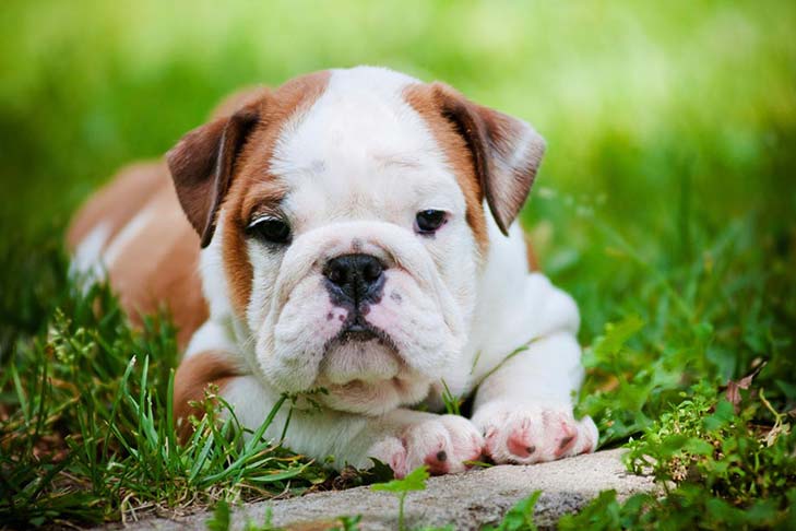 Top 7 best dogs for families and kids - General Knowledge
