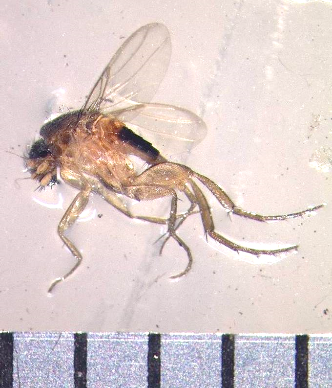 Lalat Bungkuk ~ IKARI Shodoku Indonesia