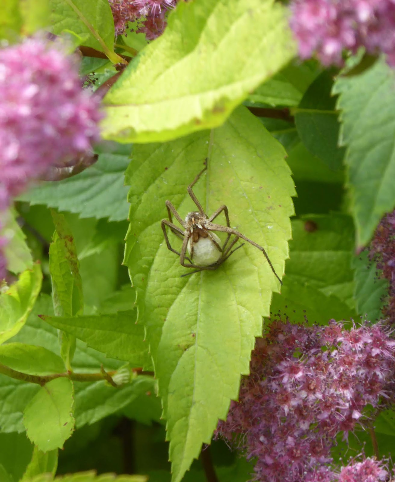 Wild and Wonderful: Nursery-Web Spiderlings Expected in Home Patch