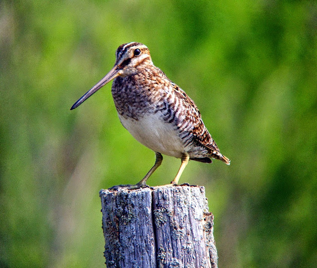SNIPE BIRD photos - wallpapers | the fun bank
