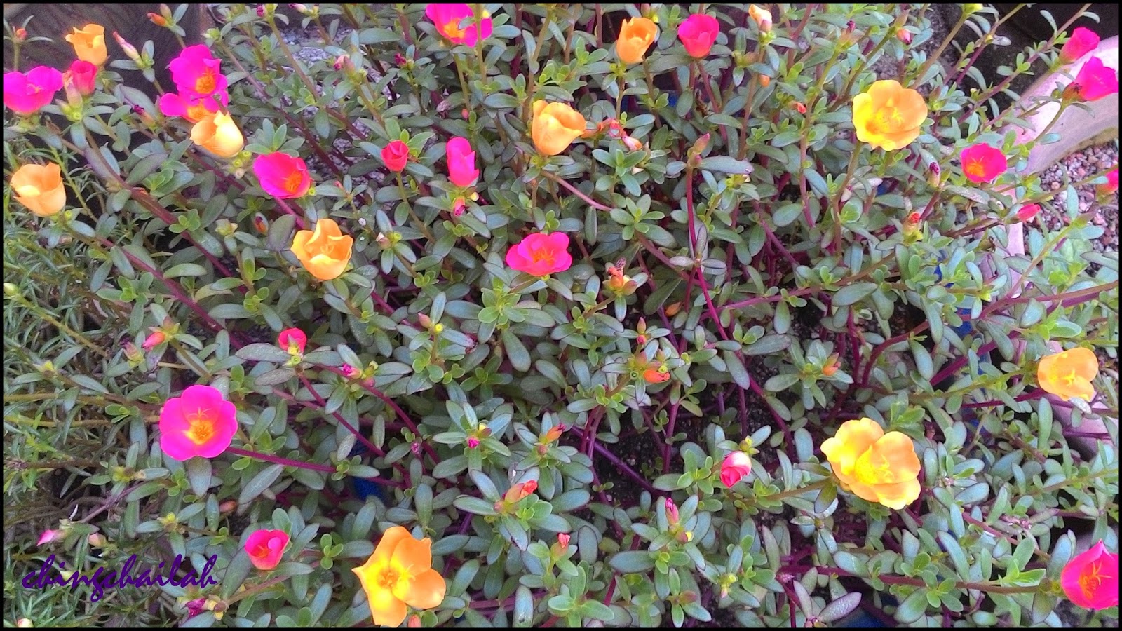 Simple Living In Nancy: Blooming Japanese Roses On The Fence.