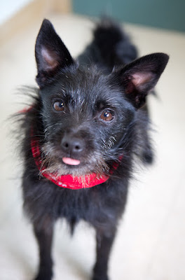 Shelter Dogs of Portland: "CHARLIE" adorable terrier/schipperke mix
