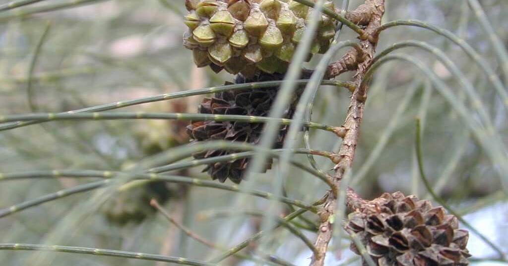 jenis pokok rhu - Andrea Mills