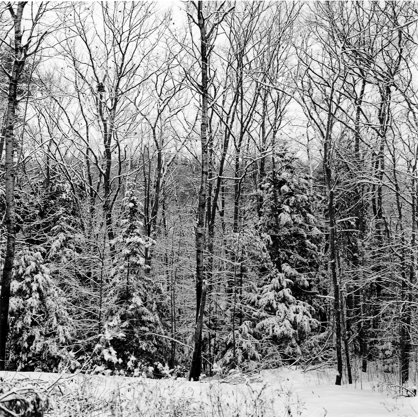 Geras Tousignant Gallery: James Scott Geras' Whitefield Collection