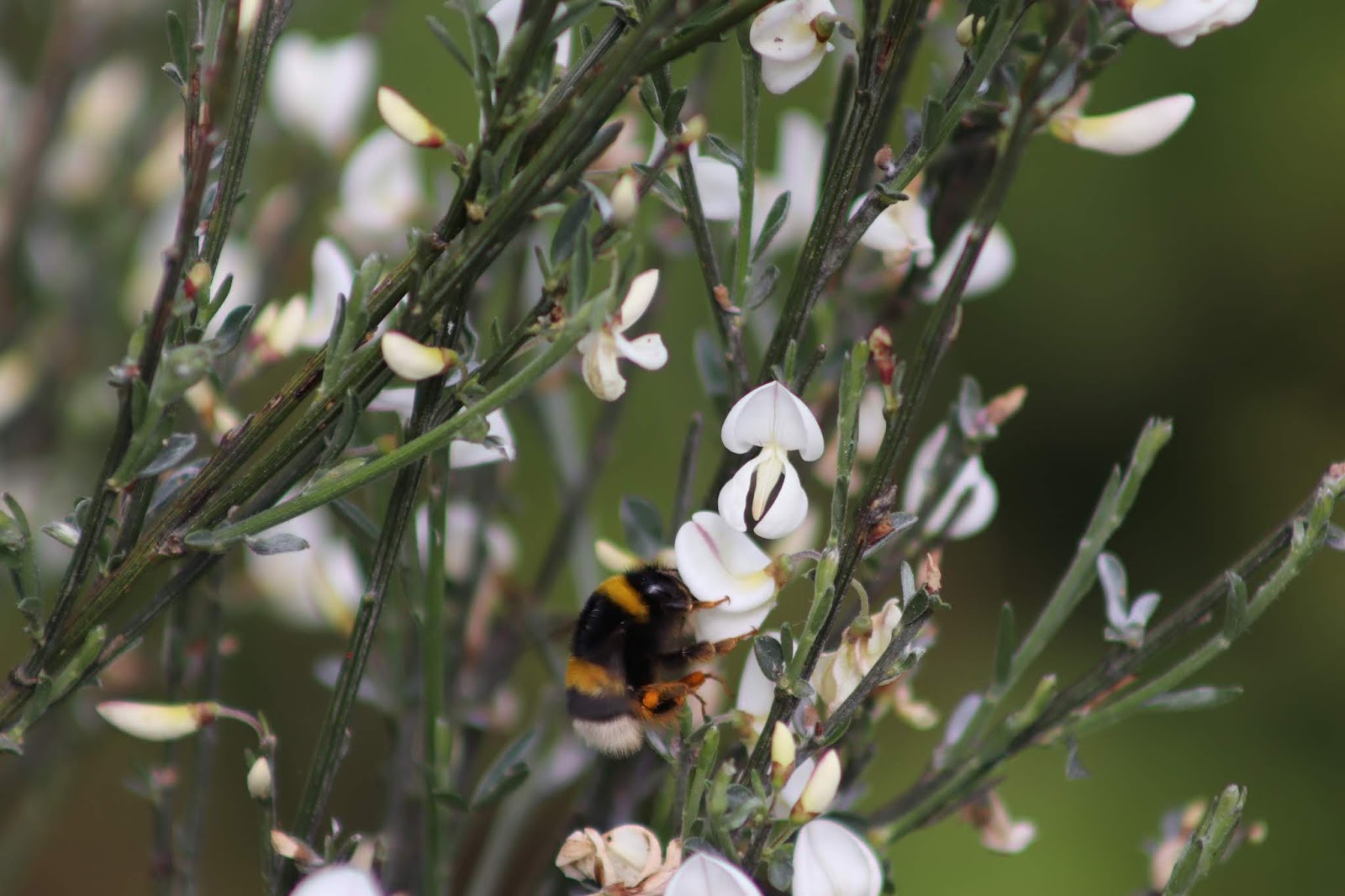 Anabela Magalhães: Bom Dia com Imagens e Sons da Serra da Aboboreira