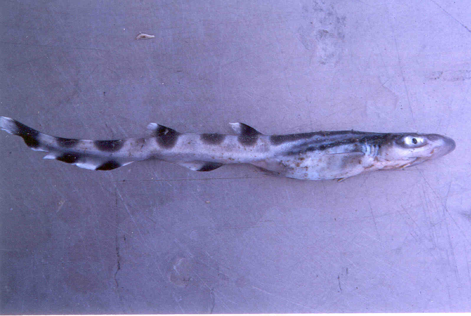 Enciclopédia de Cromos: Litão de Natal