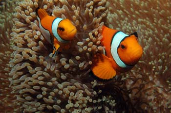 The Clown Fish Named Nemo - MY PETS