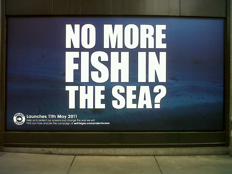 my stuff & no sense: No more fish in the sea?